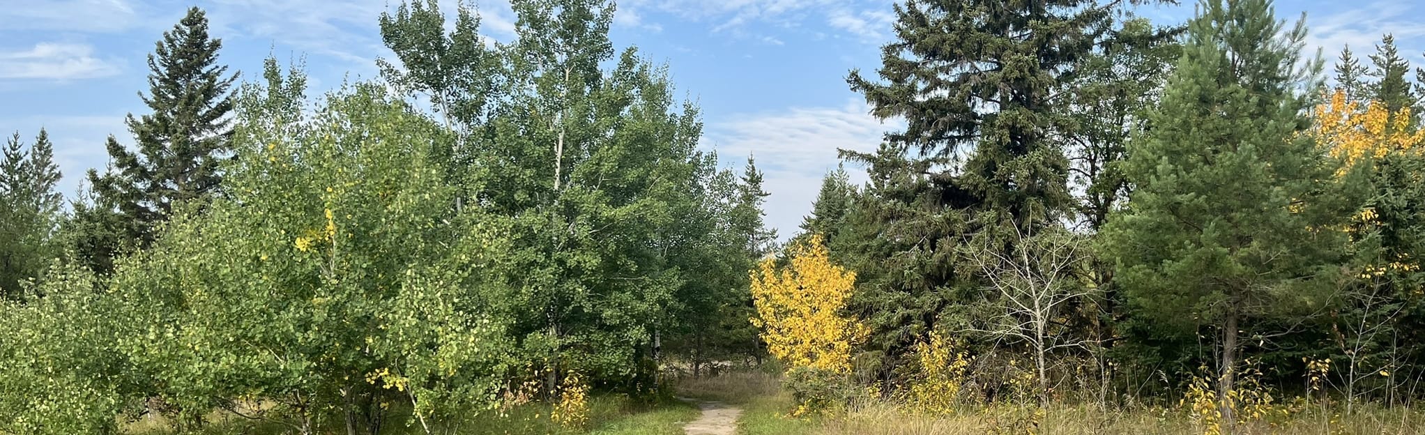Cedar Bog Trail: 1,190 Reviews, Map - Manitoba, Canada | AllTrails