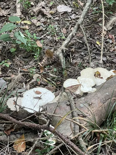 Best Hikes and Trails in Sumner County Park | AllTrails