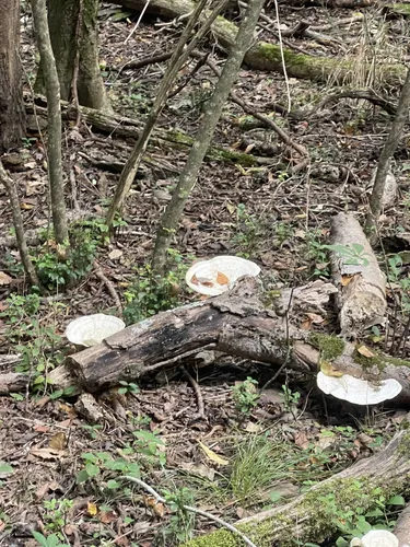 Best Hikes and Trails in Sumner County Park | AllTrails