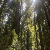 Rockefeller Loop Trail, California - 616 Reviews, Map | AllTrails