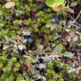 Dumpling Mountain, Alaska - 62 Reviews, Map | AllTrails