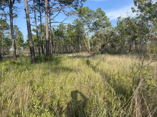 Best Hikes and Trails in Garcon Point Water Management Area | AllTrails