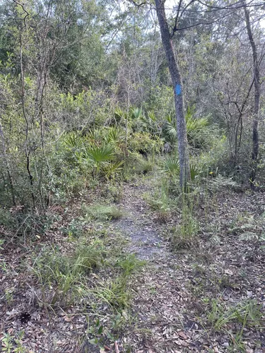 Best 10 Hiking Trails in Garcon Point Water Management Area | AllTrails