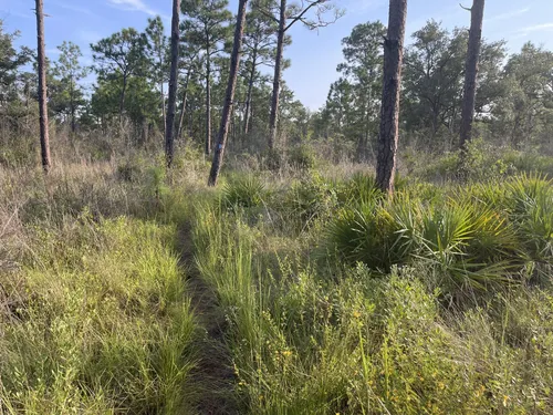 Best Hikes and Trails in Garcon Point Water Management Area | AllTrails