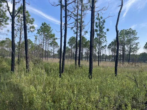 Best Hikes and Trails in Garcon Point Water Management Area | AllTrails