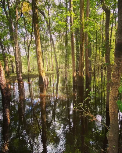 Best Hikes and Trails in Colleton State Park | AllTrails