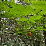 Angora Peak, Oregon - 389 Reviews, Map | AllTrails