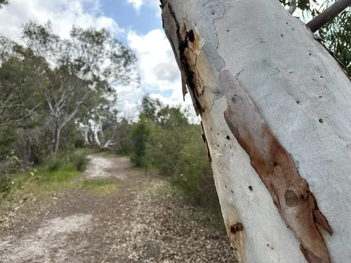 Best Hikes and Trails in Mariginiup | AllTrails