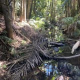 Conondale Range Great Walk, Queensland, Australia - 40 Reviews, Map ...