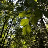 Maple and Wildwood Trail Loop, Oregon - 745 Reviews, Map | AllTrails