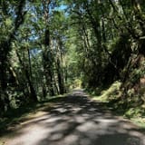 Maple and Wildwood Trail Loop, Oregon - 745 Reviews, Map | AllTrails