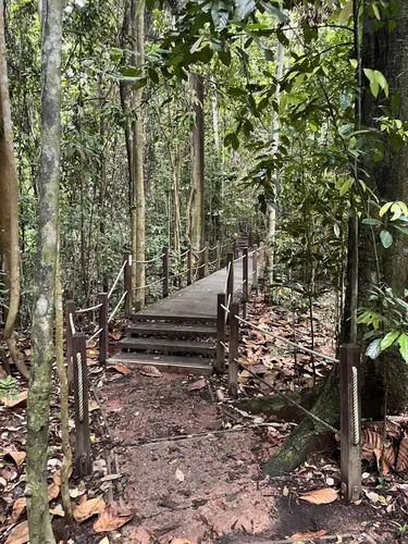 2023 Best Forest Trails in Bukit Timah Nature Reserve | AllTrails