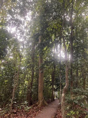 2023 Best Forest Trails in Bukit Timah Nature Reserve | AllTrails