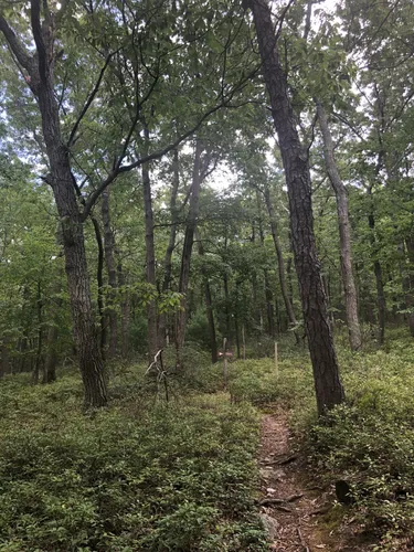 10 Best Hikes and Trails in Buchanan State Forest | AllTrails