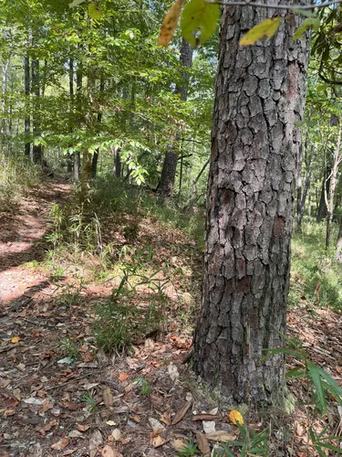 Best Hikes and Trails in Homochitto National Forest | AllTrails