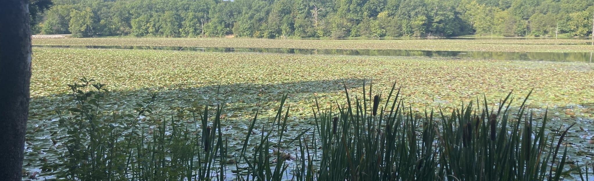 Binder Lake Yellow Loop, Missouri - 142 Reviews, Map | AllTrails