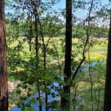 Longleaf Trace Trail, Mississippi - 306 Reviews, Map | AllTrails