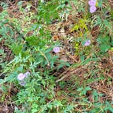 Longleaf Trace Trail, Mississippi - 306 Reviews, Map | AllTrails