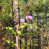 Longleaf Trace Trail, Mississippi - 306 Reviews, Map | AllTrails