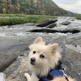 Virginius Island Trail, West Virginia - 203 Reviews, Map | AllTrails