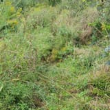 Bellamy River Trail, New Hampshire - 347 Reviews, Map | AllTrails