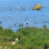 Stanfield Preserve Boardwalk, California - 546 Reviews, Map | AllTrails