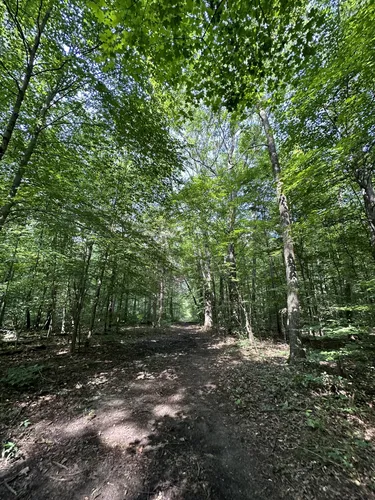 Best Hikes and Trails in Fred Russ State Forest | AllTrails