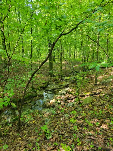 2023 Best 10 Long Trails in Stokes State Forest | AllTrails