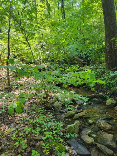 2023 Best 10 Long Trails in Stokes State Forest | AllTrails