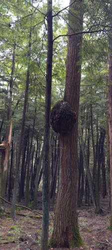 Best 10 Hikes and Trails in Cook Forest State Park | AllTrails