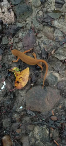 Best 10 Hikes and Trails in Cook Forest State Park | AllTrails