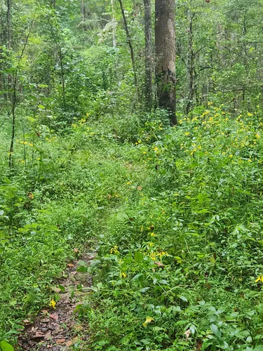 Best Hikes and Trails in Tall Pines Wildlife Management Area | AllTrails