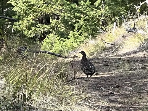 Best Hikes and Trails in Chasm Provincial Park | AllTrails
