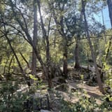 Way of the Mono Trail, California - 483 Reviews, Map | AllTrails