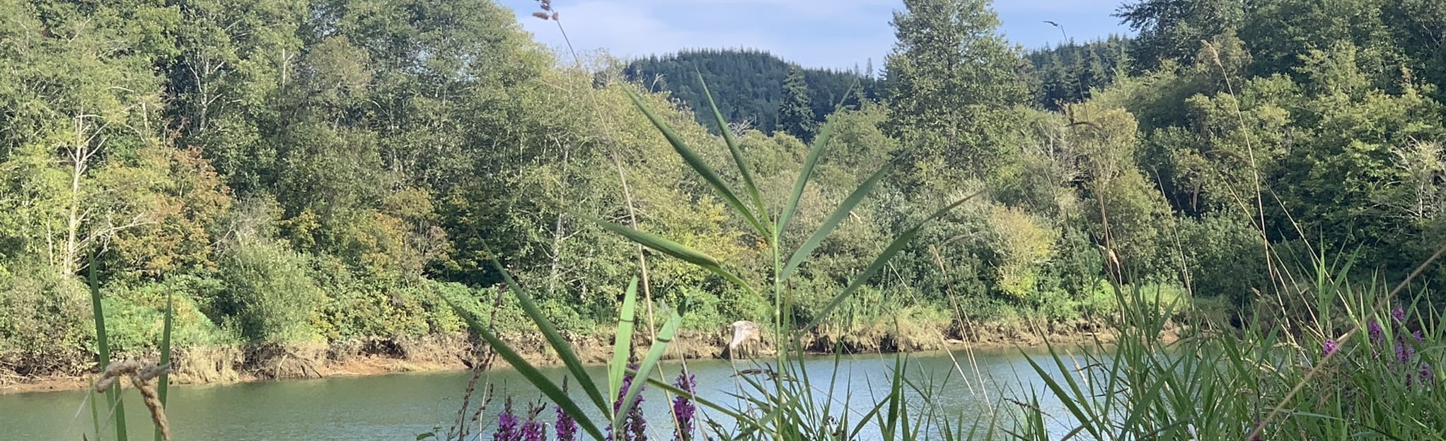 Friend's Landing Trail, Washington - 118 Reviews, Map | AllTrails