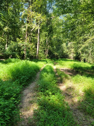 Bedste vandreture og ruter i Carl Alwin Schenck Memorial Forest | AllTrails