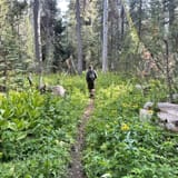 White Wolf to Pate Valley Trail, California - 29 Reviews, Map | AllTrails