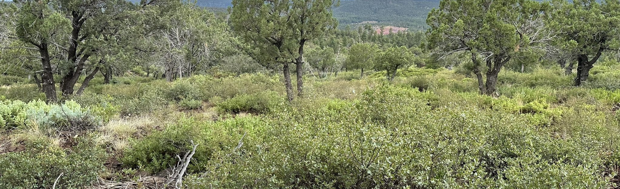 Pine Loop Trail, Arizona - 981 Reviews, Map | AllTrails