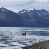 Tonsina Creek Trail, Alaska - 1,304 Reviews, Map | AllTrails