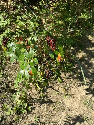 Best Hikes and Trails in John Merle Coulter Nature Preserve | AllTrails