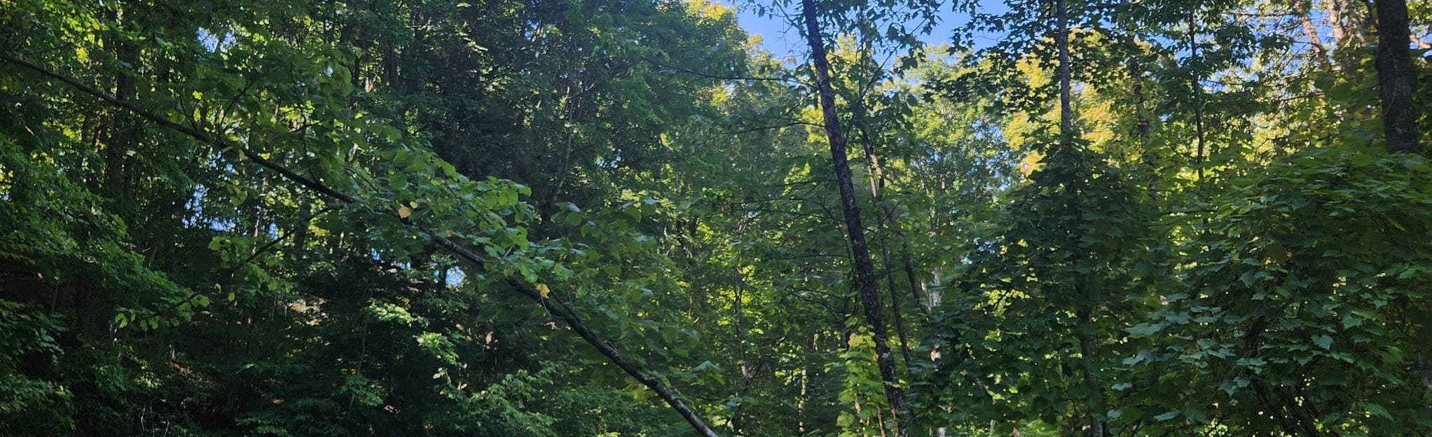 Betsie River Paddle Route, Michigan - 6 Reviews, Map | AllTrails