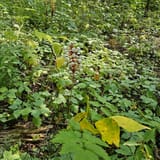 Martell Forest Loop, Indiana - 458 Reviews, Map | AllTrails