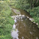 Martell Forest Loop, Indiana - 458 Reviews, Map | AllTrails