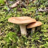 Suzy’s Cave Trail, Michigan - 168 Reviews, Map | AllTrails