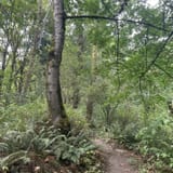 Forest Park Ridge Trail, Oregon - 1,112 Reviews, Map | AllTrails