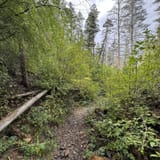 Chamisa Trail, New Mexico - 1,232 Reviews, Map | AllTrails