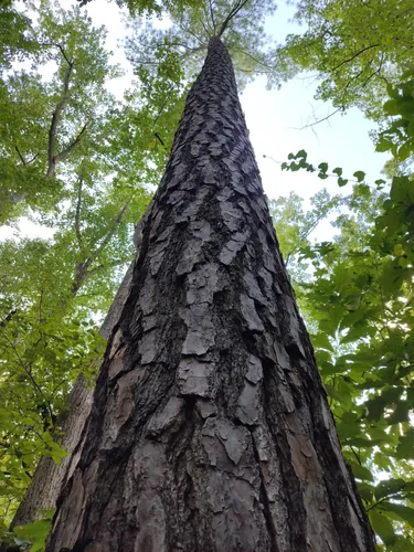 Best Hikes and Trails in B. Everett Jordan Project | AllTrails