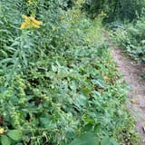 Gander Mountain Loop Trail, Illinois - 467 Reviews, Map | AllTrails