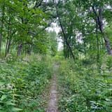 Gander Mountain Loop Trail, Illinois - 467 Reviews, Map | AllTrails