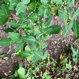 Gander Mountain Loop Trail, Illinois - 467 Reviews, Map | AllTrails